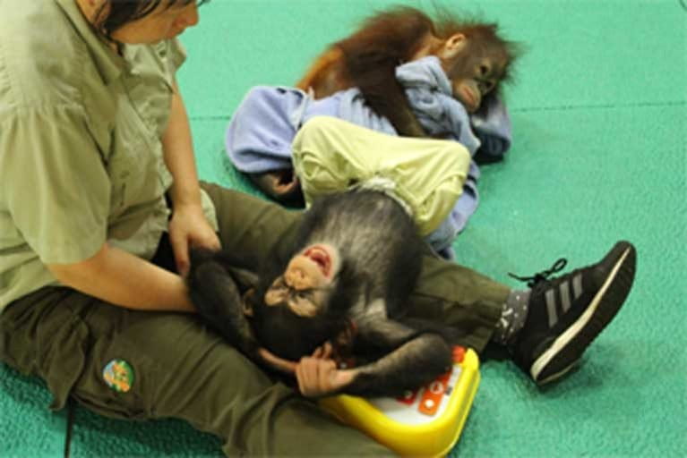 Great apes in Asian circus-style shows on rise — so is trafficking