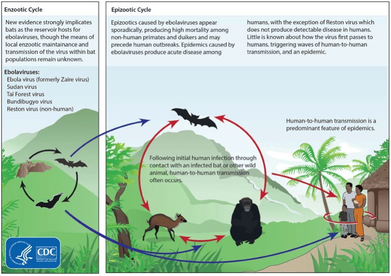 Illegal bushmeat trade threatens human health and great apes