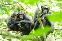 Illegal bushmeat trade threatens human health and great apes