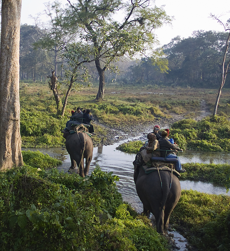 Despite numerous challenges, rhinos are thriving in India's Jaldapara ...