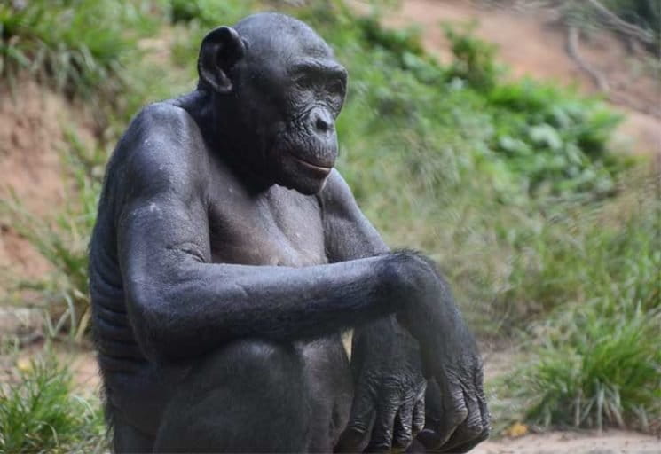 Conservation lessons from the bonobos
