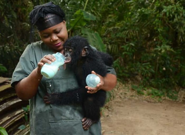 Conservation lessons from the bonobos