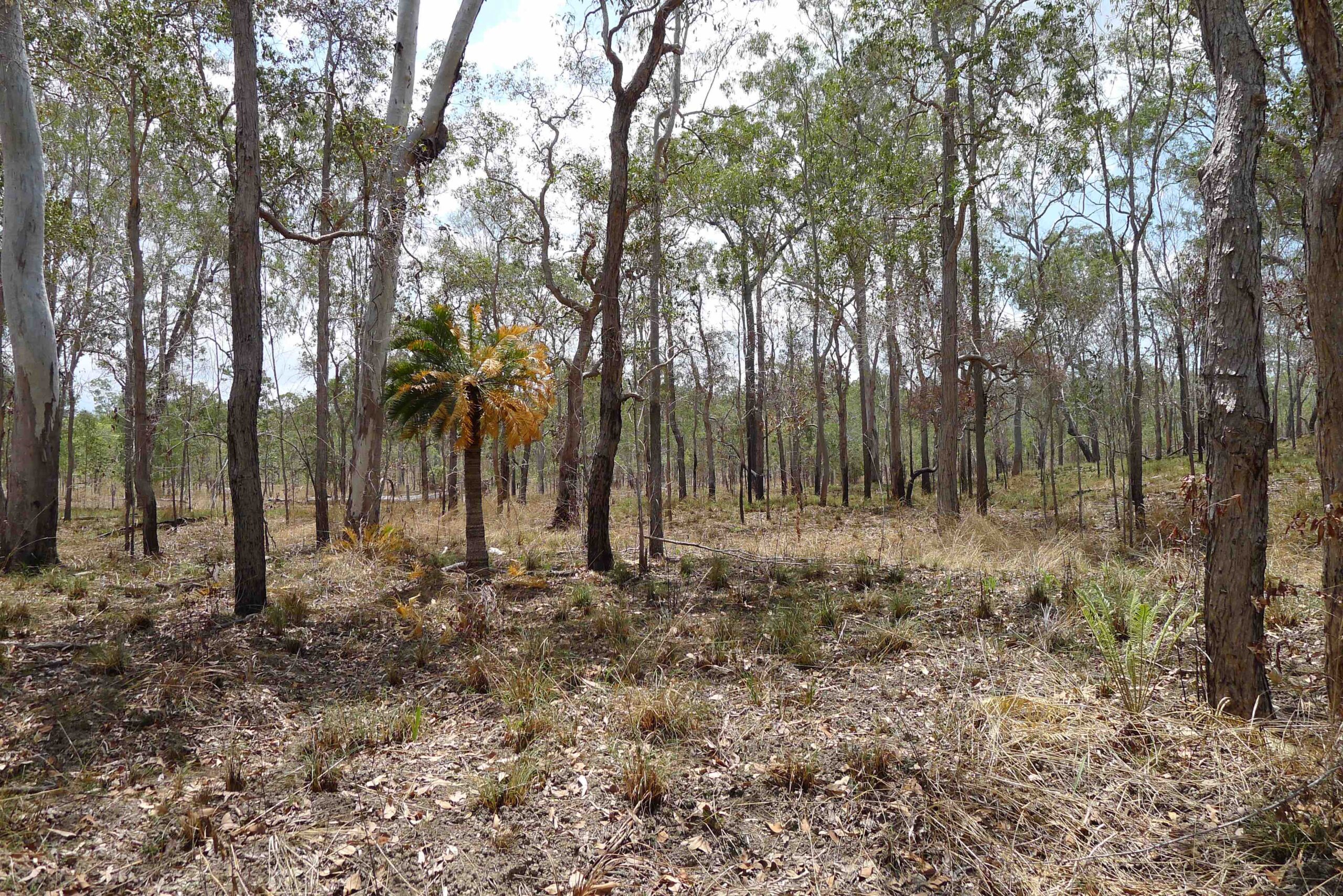 Saving the most endangered plants in the world