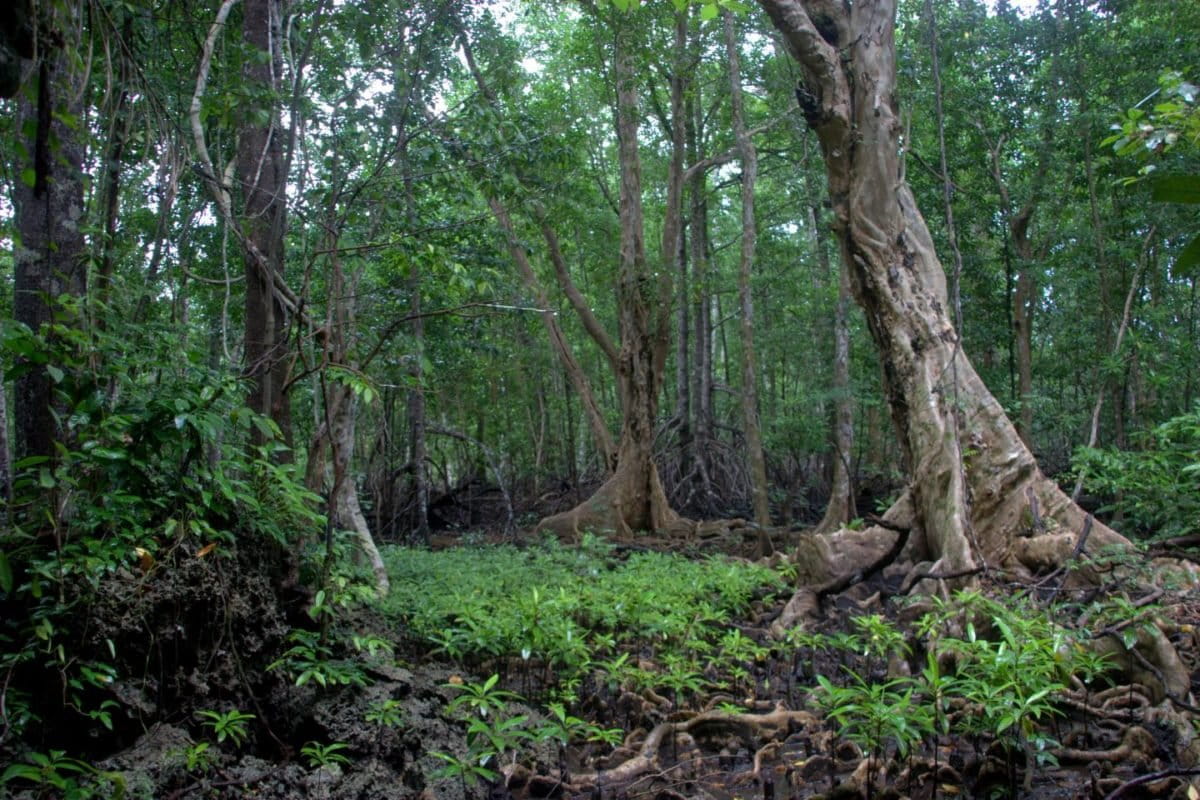 Scientists rediscover 'lost' monitor lizard in Papua New Guinea