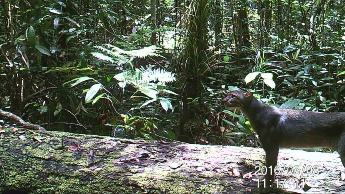 Extremely rare bay cat filmed in Borneo