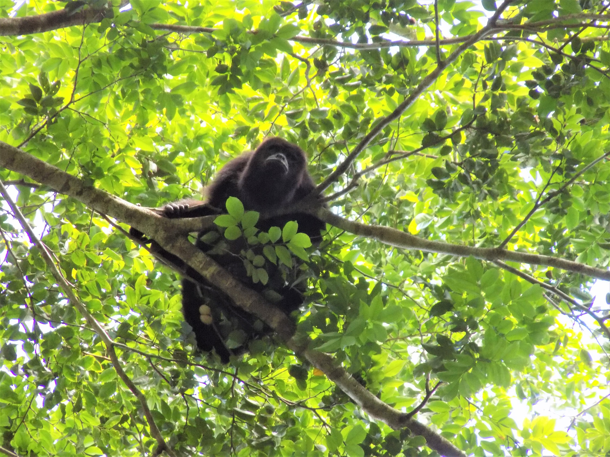Howler Monkey Eating Flower