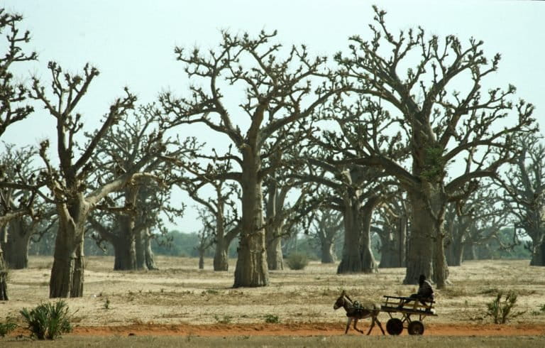 Drylands greener with forests than previously thought