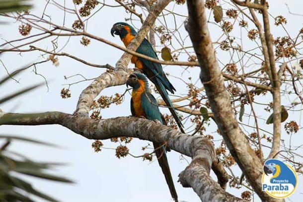 Field Notes: Reinvigorating wild parrot populations with captive birds