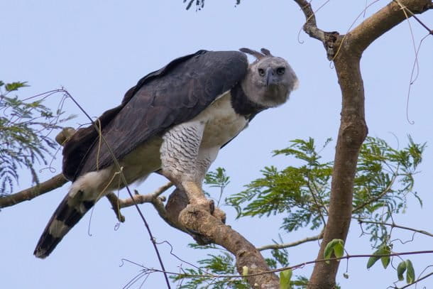 Goddesses of the wind: How researchers saved Venezuela’s harpy eagles