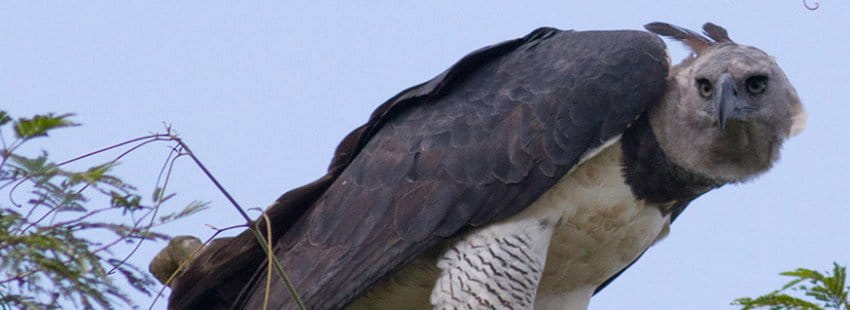 Goddesses of the wind: How researchers saved Venezuela’s harpy eagles