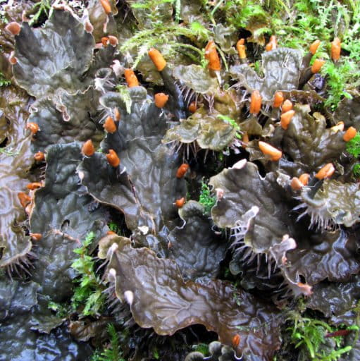 New lichen database takes big picture approach to forest monitoring ...