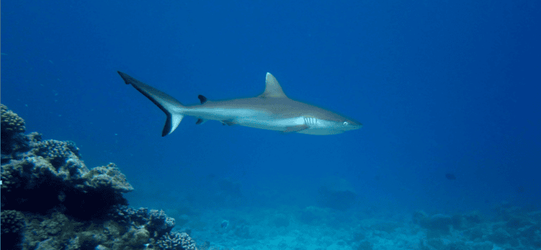 Reef Market Economy: Energetics key to keeping fish in the sea and the ...