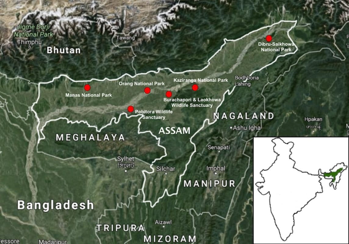 The Challenges of Reintroducing Rhinos to India’s Parks – The Wire Science