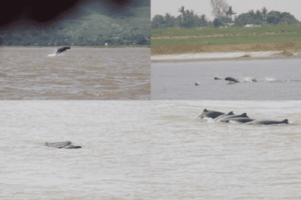 ‘The ones we named are all dead now’: dolphins and fishers struggle to ...