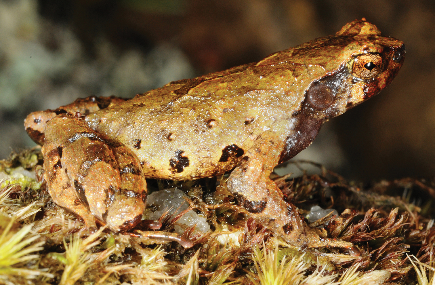 New ‘Elfin mountain toad’ discovered in Annamite Mountains of Vietnam