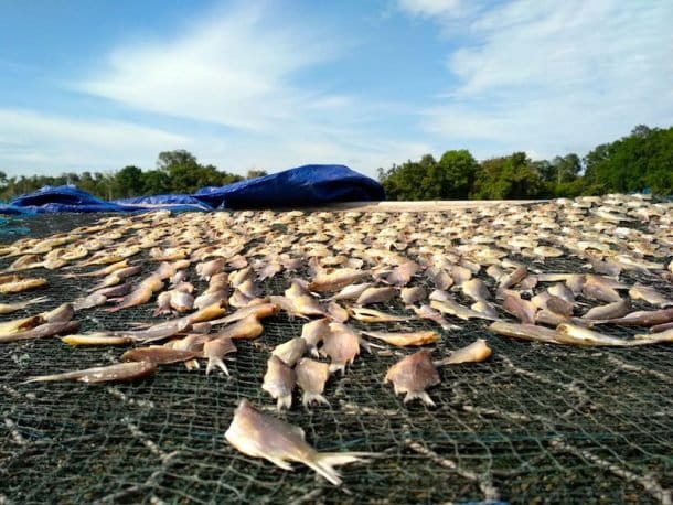 'Communities should be involved from the beginning': Kalimantan ...