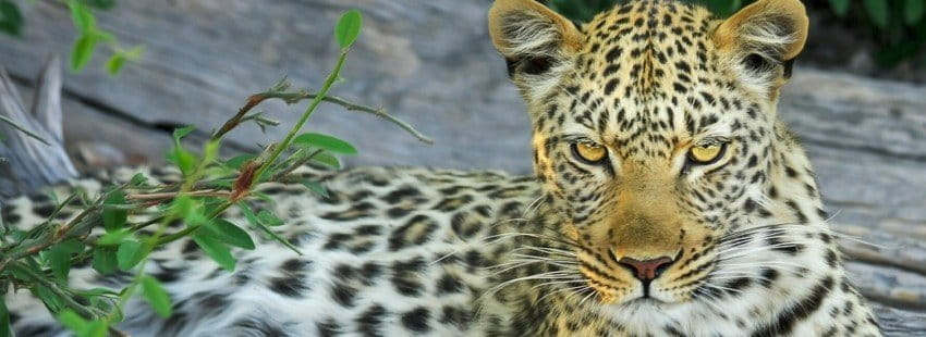 Research suggests less affluent countries more dedicated to wildlife ...