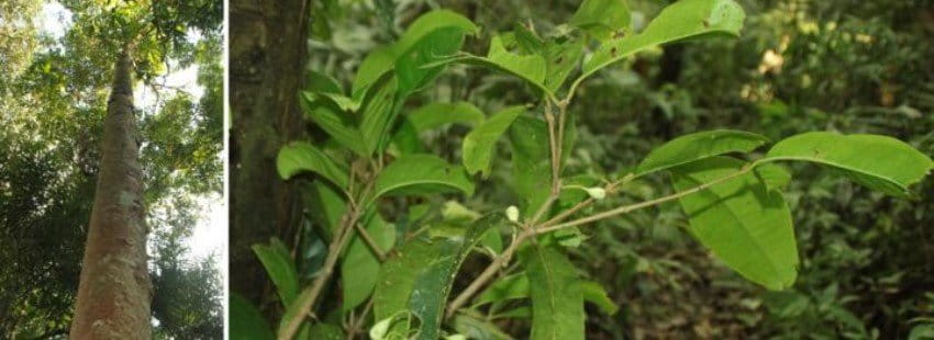 Five new species in world’s largest tree genus found on Sulawesi