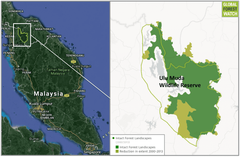 Logging in Malaysia's Ulu Muda forest threatens wildlife and water supplies