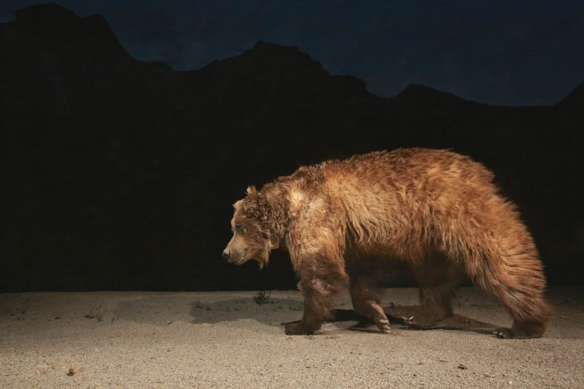 ‘Tracking Gobi Grizzlies:’ Book excerpt and Q&A with Douglas Chadwick ...