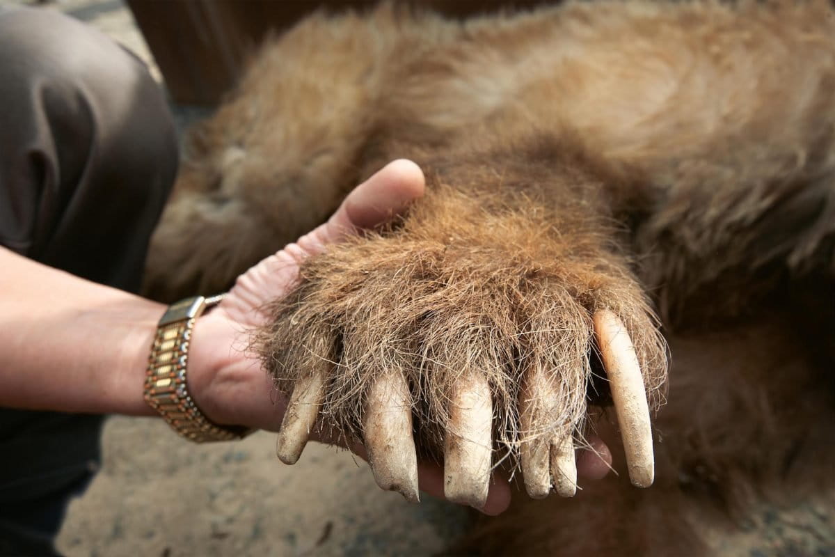 ‘Tracking Gobi Grizzlies:’ Book excerpt and Q&A with Douglas Chadwick ...