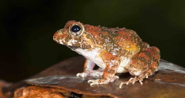 Photos: Four new species of burrowing frogs discovered in India