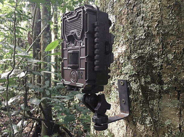 Camera trapping in the trees