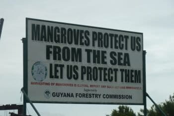 Mangrove forest loss is slowing toward a halt, new report shows