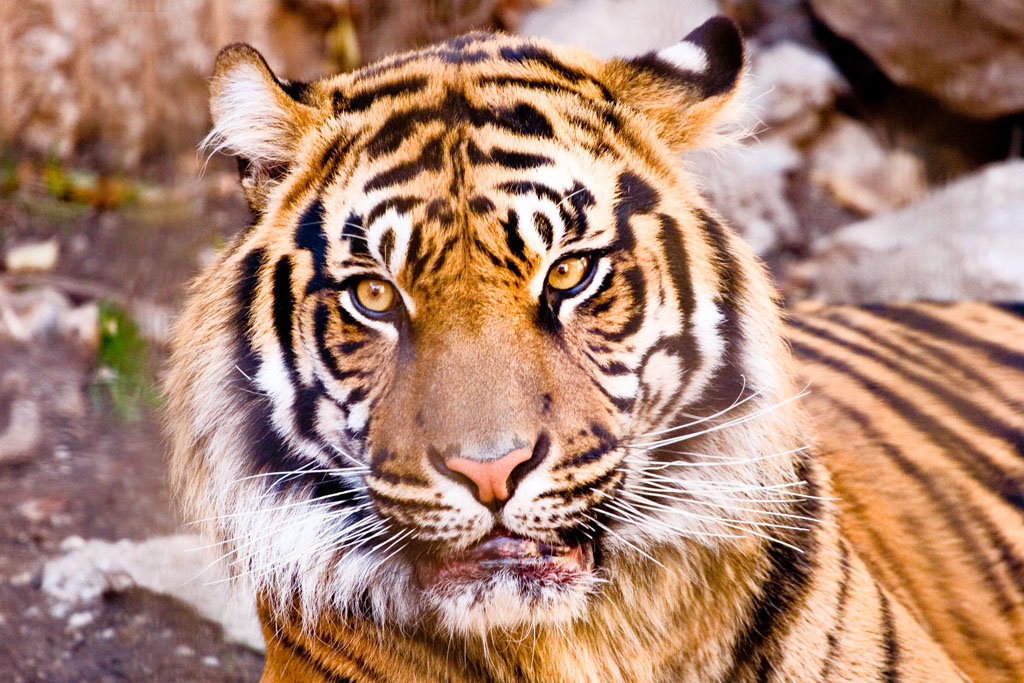 Ranges for majority of world's large carnivores have shrunk by more ...