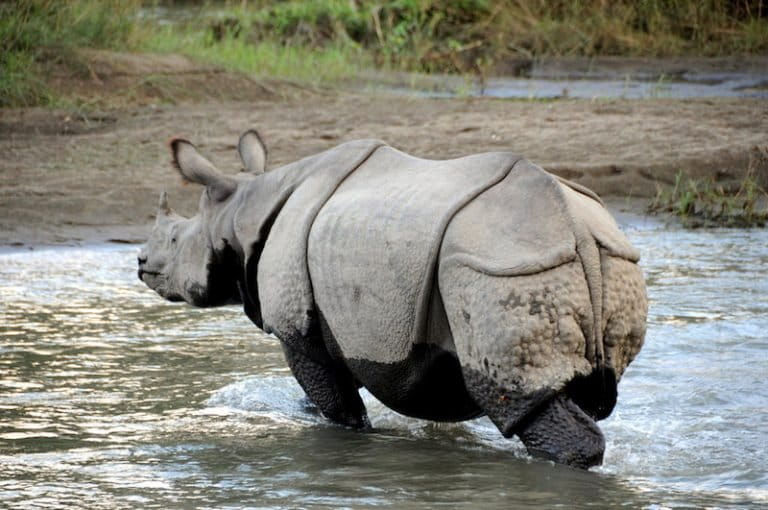 Nepal’s rhino numbers rise, thanks to national and local commitment
