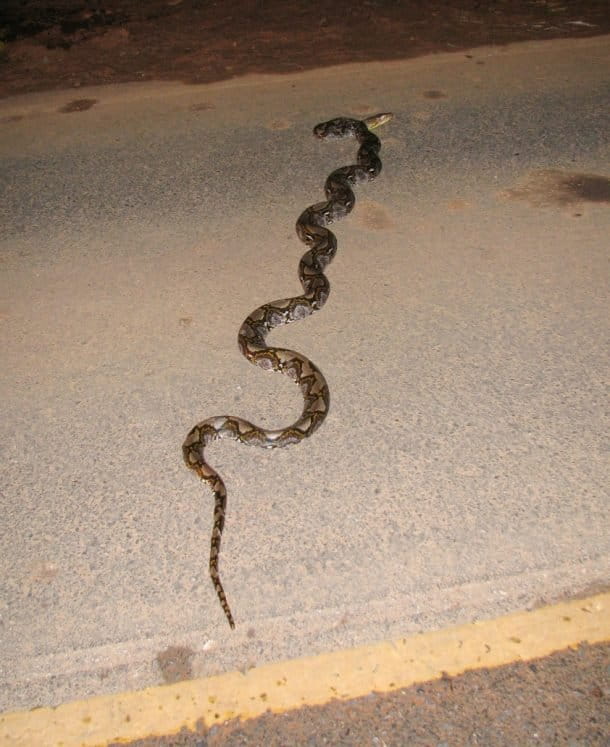 Road safety for wildlife: researchers analyze the best techniques for ...