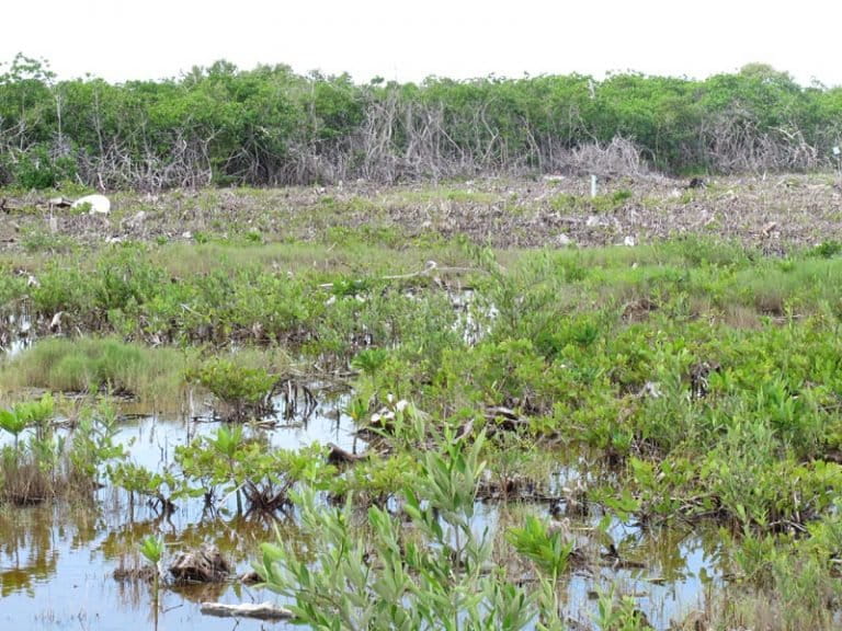 Business owners in top Belize destination want increased mangrove ...