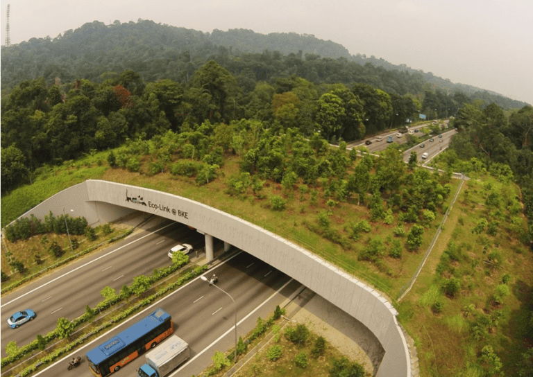 How effective are wildlife corridors like Singapore’s Eco-Link?