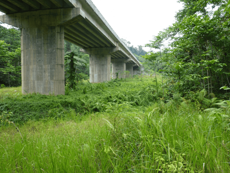 How effective are wildlife corridors like Singapore’s Eco-Link?