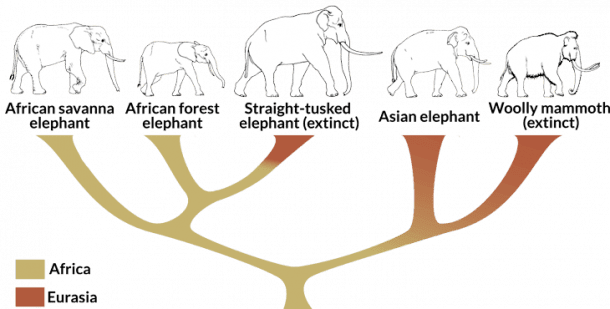 New genetic analyses help scientists rethink the elephant family tree