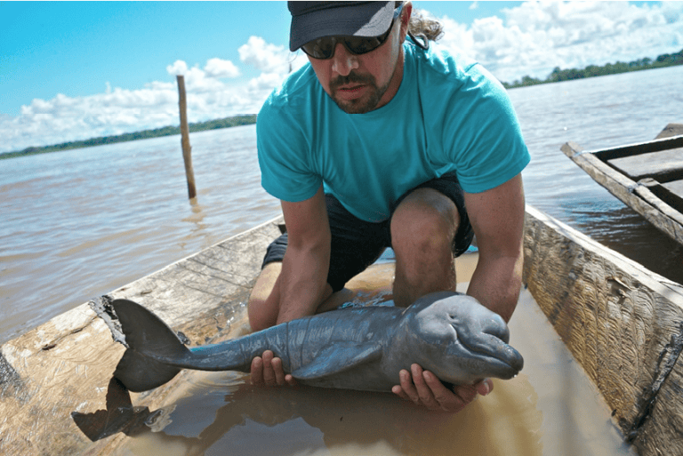 The “dolphin who became man”: will the boto survive the catfish trade?