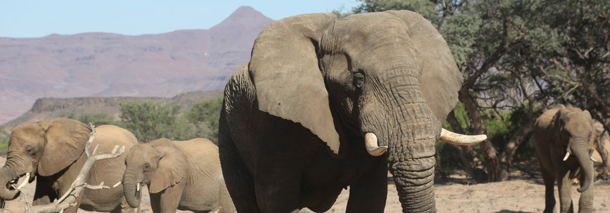 U.K. is the world’s biggest exporter of legal ivory, data analysis shows