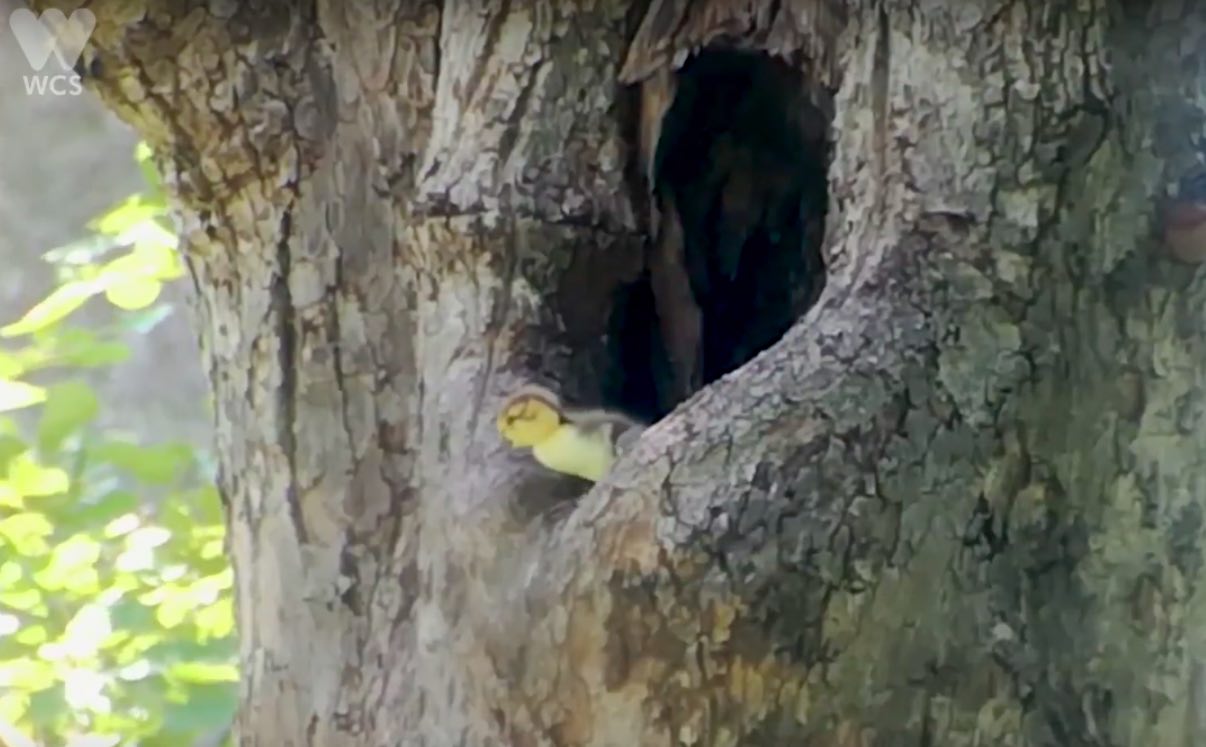 Video: Hatchlings boost hope for extremely rare duck