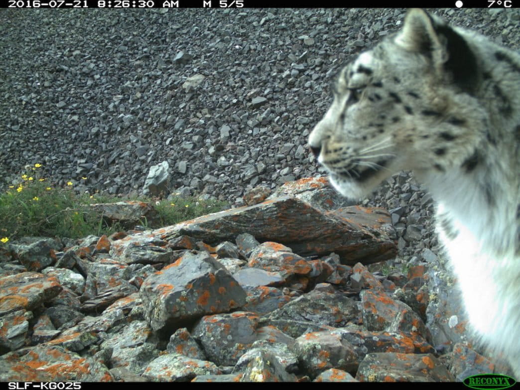 Collateral damage: Snow leopards and trophy hunting in Kyrgyzstan