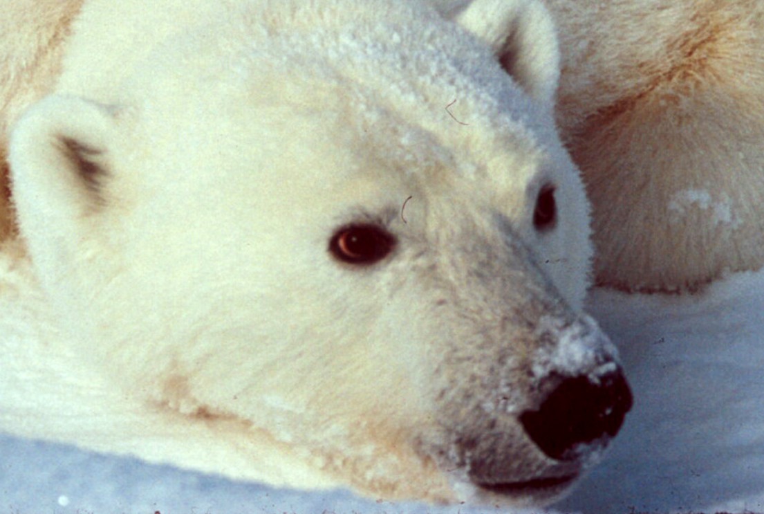 Spot the pattern: Whisker-prints and citizen science