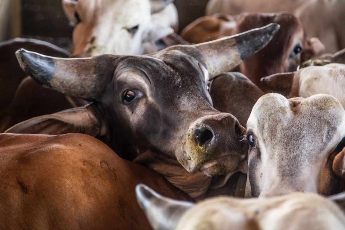 When will cattle ranchers be proud to show their farms in the Amazon ...