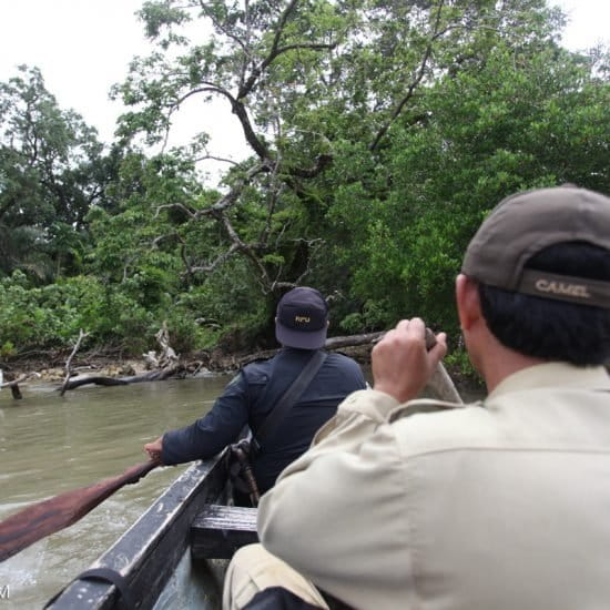 Conservation news on Javan Rhinos