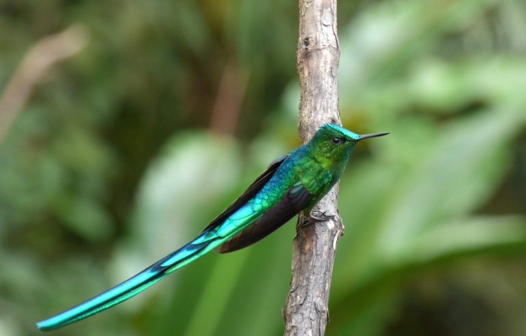 Birdwatching poised to take flight in Colombia, study reveals