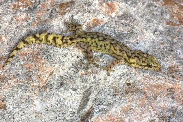 Myanmar caves yield up 19 new gecko species