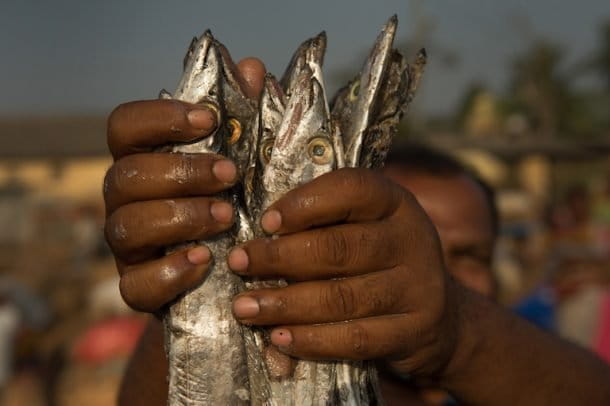 Seafood calendar promotes sustainable, seasonal eating in India