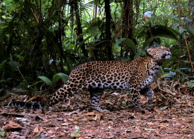 Photo of ‘resurrected’ extinct Indonesian tiger is actually leopard ...