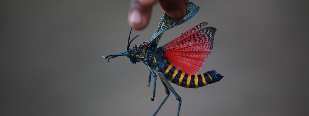 Can community forestry deliver for Madagascar’s forests and people?