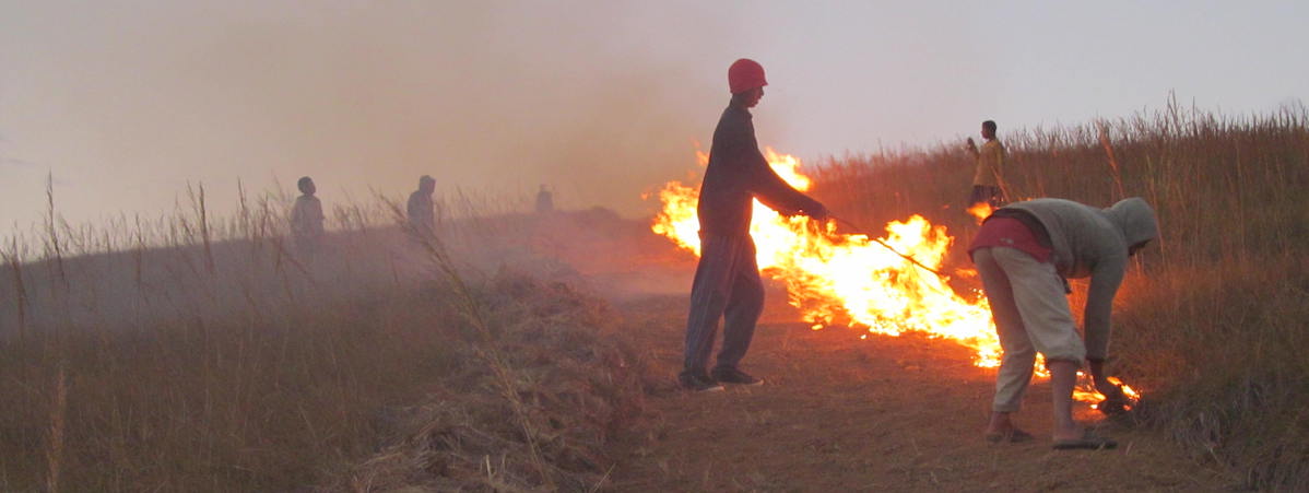 How small is too small? The uncertain fate of Madagascar’s forest fragments