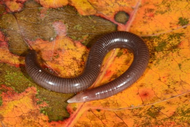 Seychelles home to new species of caecilian, a legless amphibian