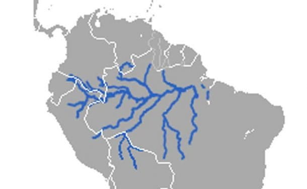 Amazonian manatee migration at risk from disruption by proposed dams